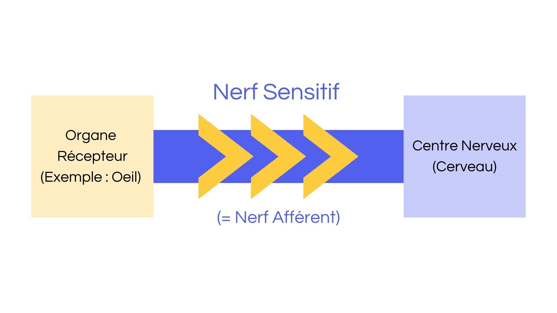 Comment fonctionne notre système nerveux ? | GoStudent | GoStudent