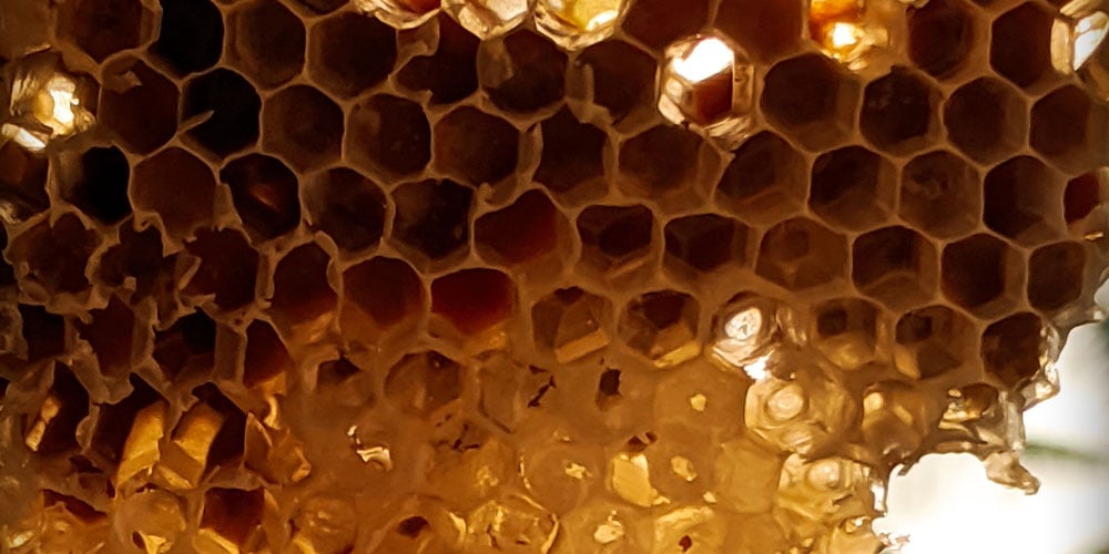 Perché le celle dei favi delle api sono esagonali? | GoStudent