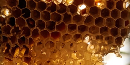 Perché le celle dei favi delle api sono esagonali? | GoStudent