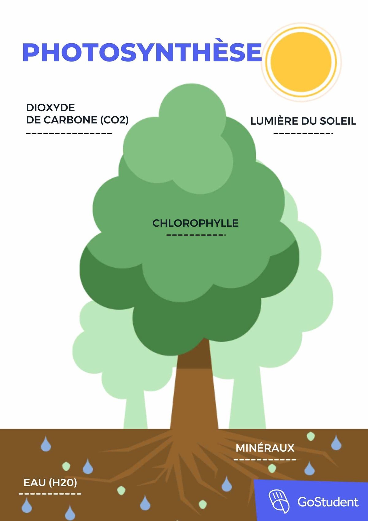 Tout comprendre sur la photosynthèse (PDF) | GoStudent